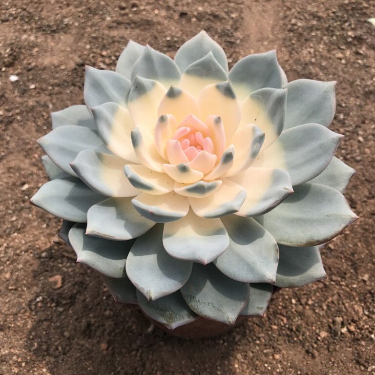 How to care for Echeveria Blue Bird variegated succulents - Top ...
